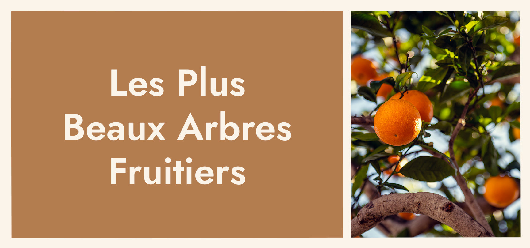 De Beaux Arbres Fruitiers Les Arbres Fruitiers Delbard Pour Petits